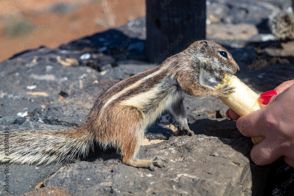 Chipmunk Berber or Moroccan ground squirrel eating a banana from the ...