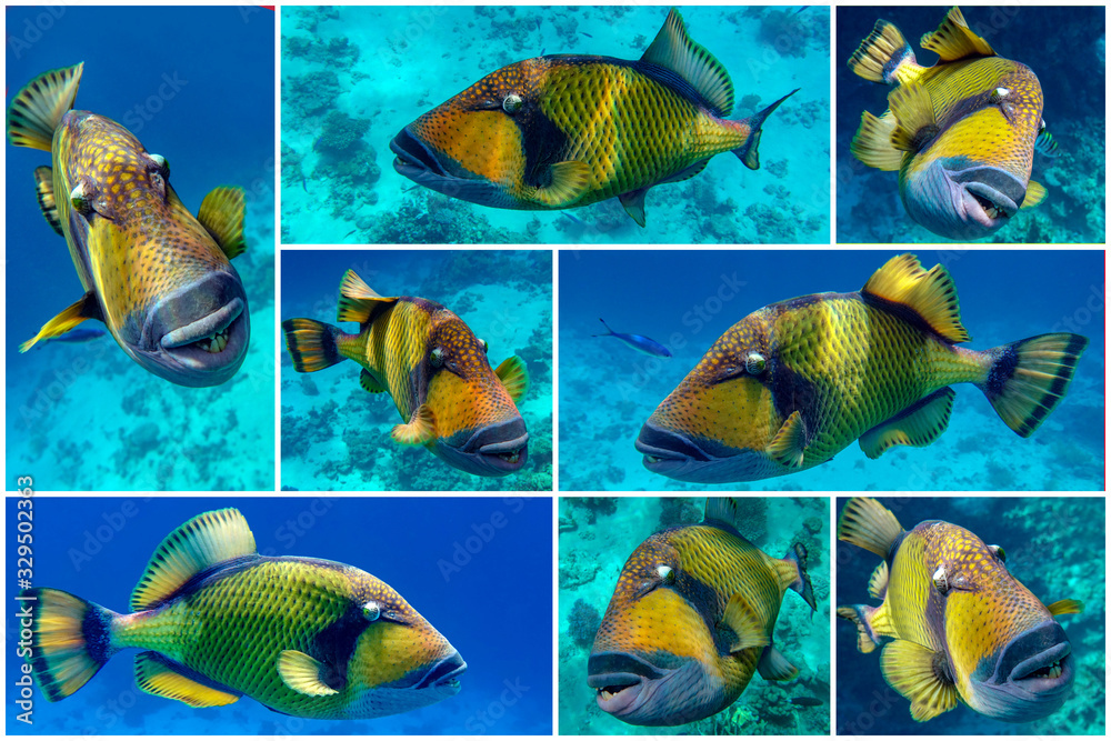 Collage of Giant titan triggerfish, biggest coral reef trigger fish ...