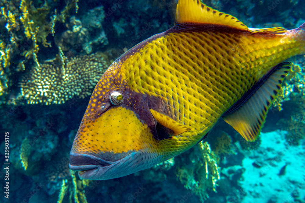 Titan triggerfish (Balistoides viridescens) in the coral reef in Red ...