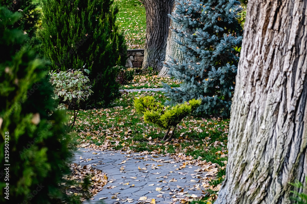 Foto de Interesting species of coniferous trees and plants. Natural ...