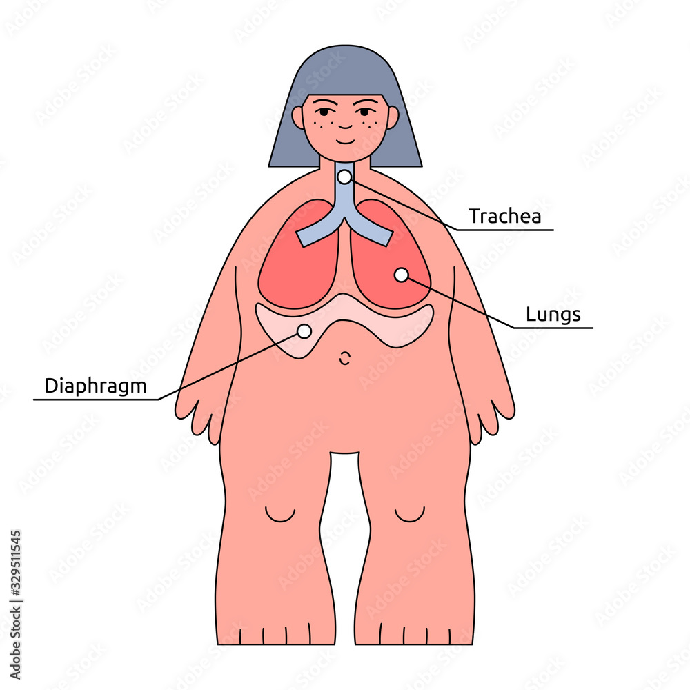 Human body structure for children - respiratory system with internal ...