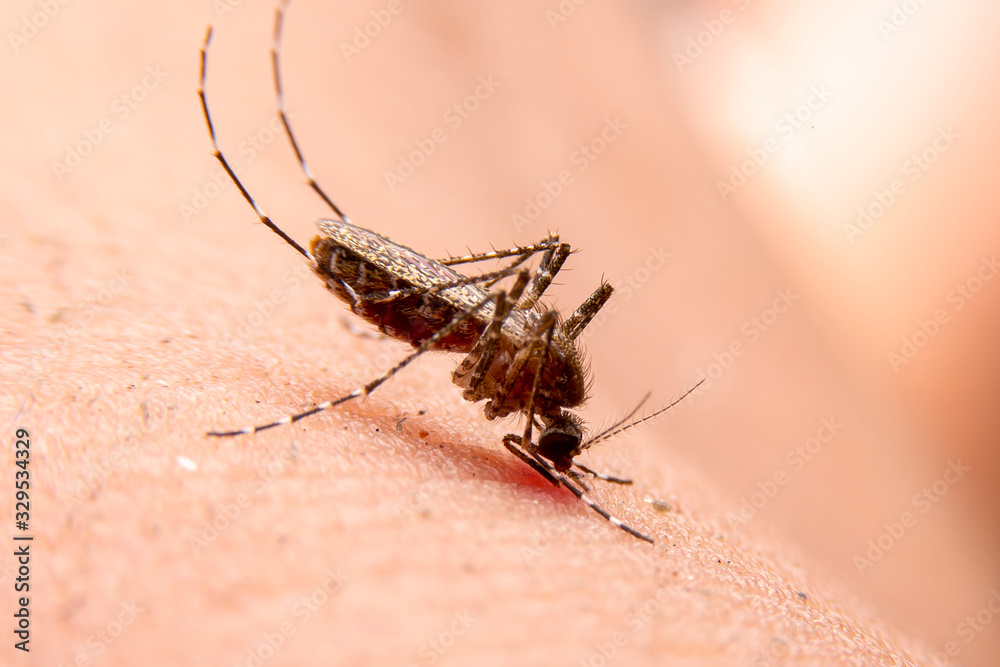 Wild mosquitoes are sucking blood on human skin and carrying malaria ...