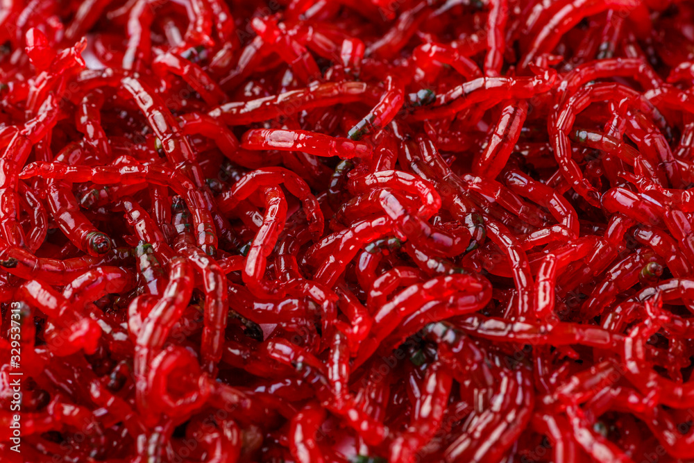 Red bloodworm, background. Bait for winter fishing. Background of bait ...