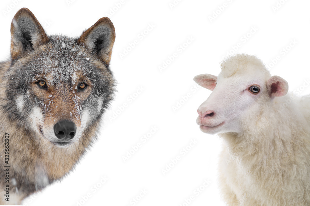 wolf and sheep portrait isolated on a white background. Stock Photo ...
