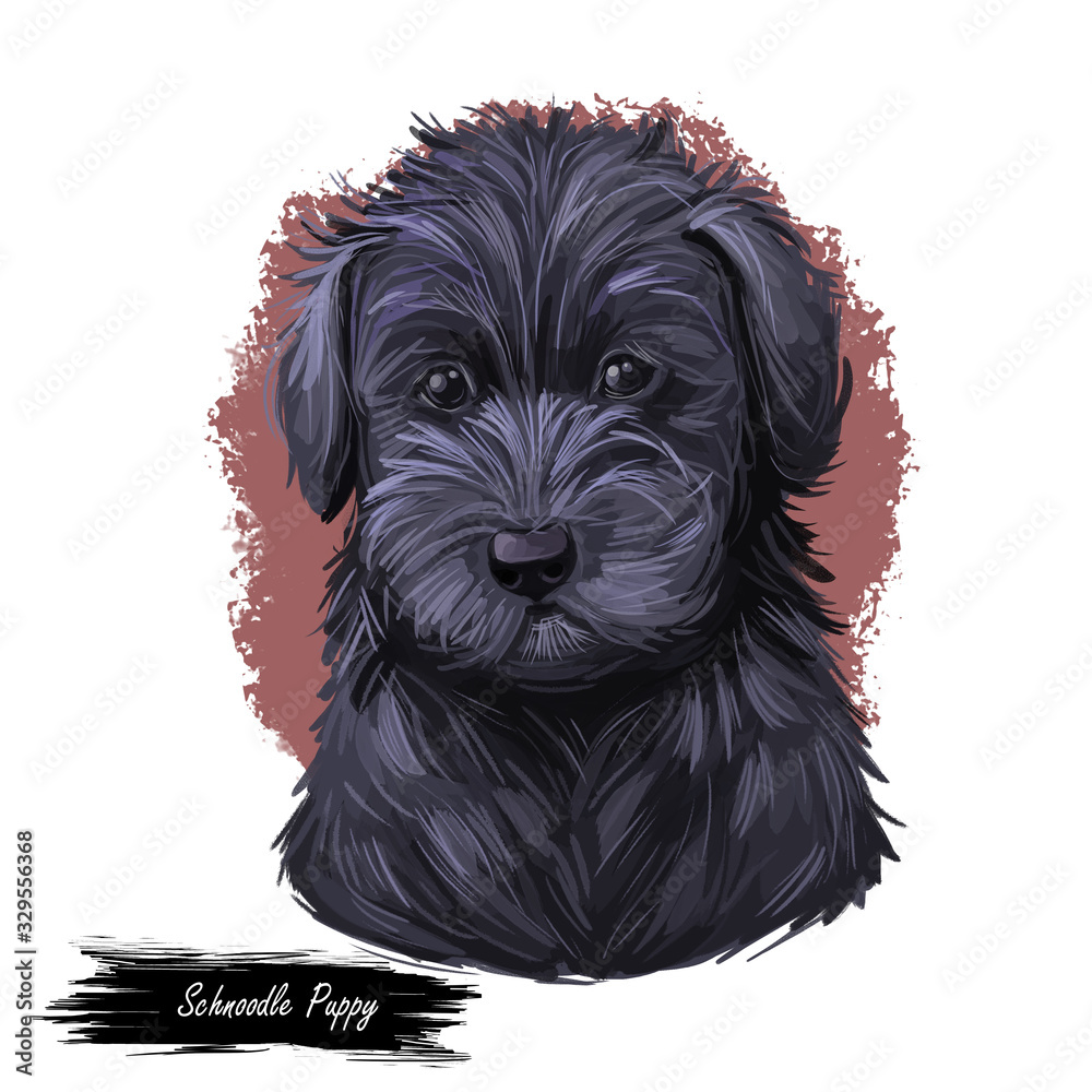 Schnoodle Puppy digital art illustration isolated on white. Stock ...