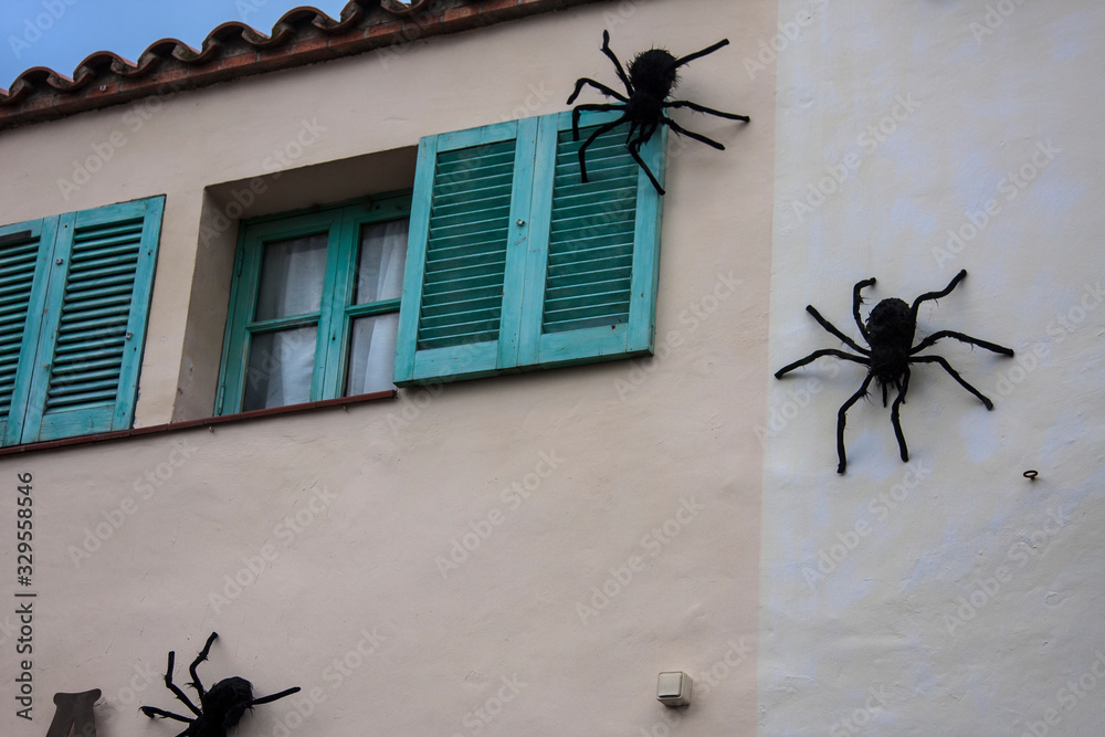 Huge Spider On Wall