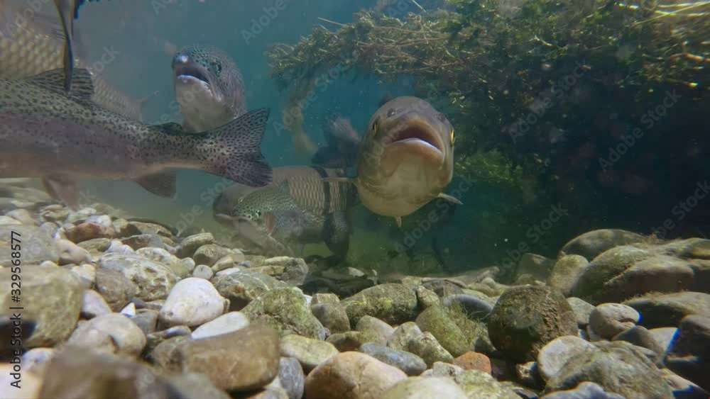 Underwater footage of freshwater fish shoaling in alpine river Stock ...