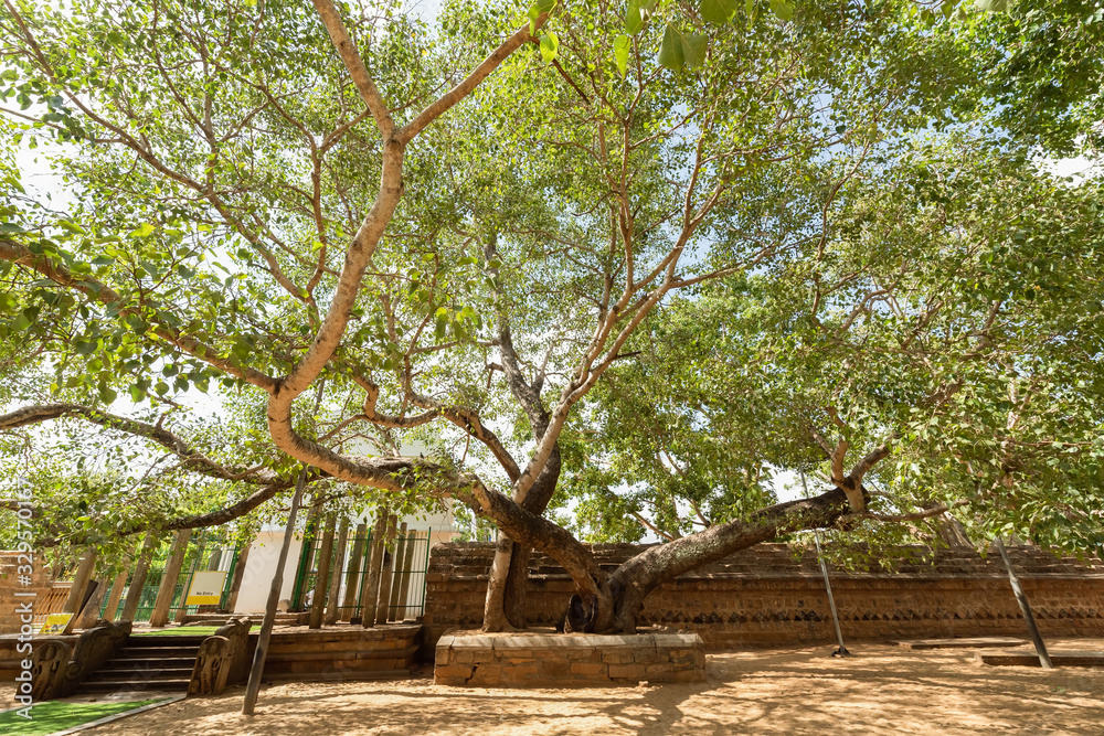 Jaya Sri Maha Bodhi is a sacred fig tree in the Mahamewna Gardens ...