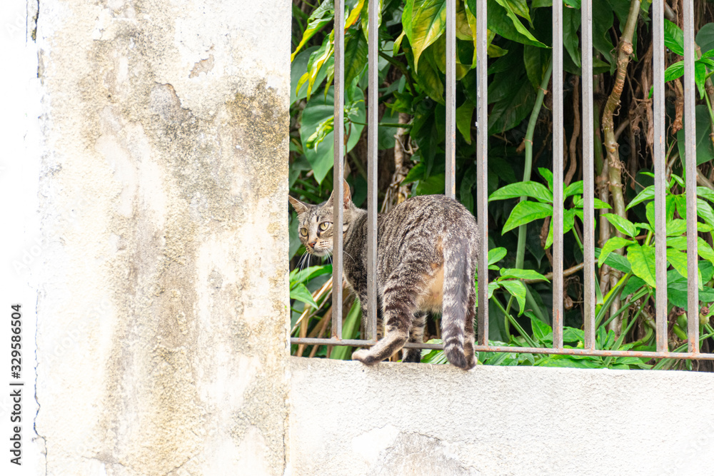 gato rajado no muro atravessando a grade Stock Photo | Adobe Stock