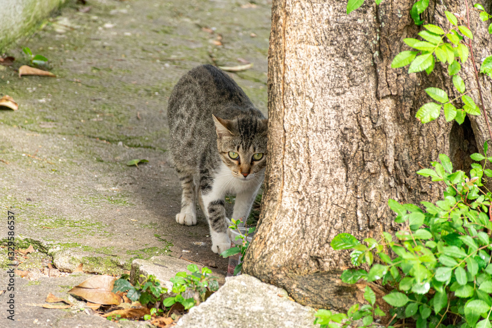 gato rajado e branco perto de uma árvore Stock Photo | Adobe Stock
