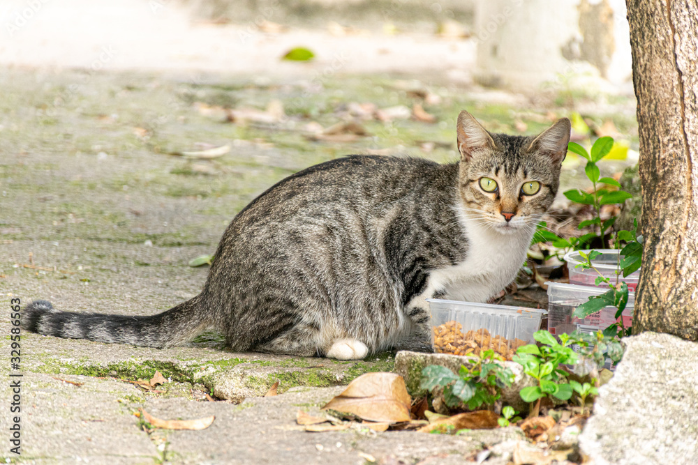 Gato rajado comendo ração Stock Photo | Adobe Stock
