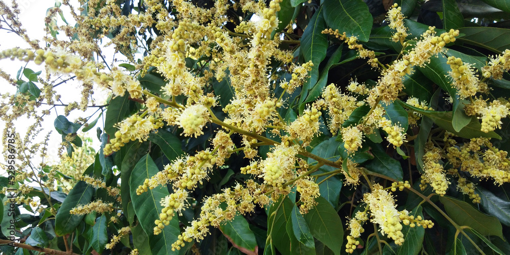 Longan flowers,Longan garden, Garden in Thailand Stock Photo | Adobe Stock