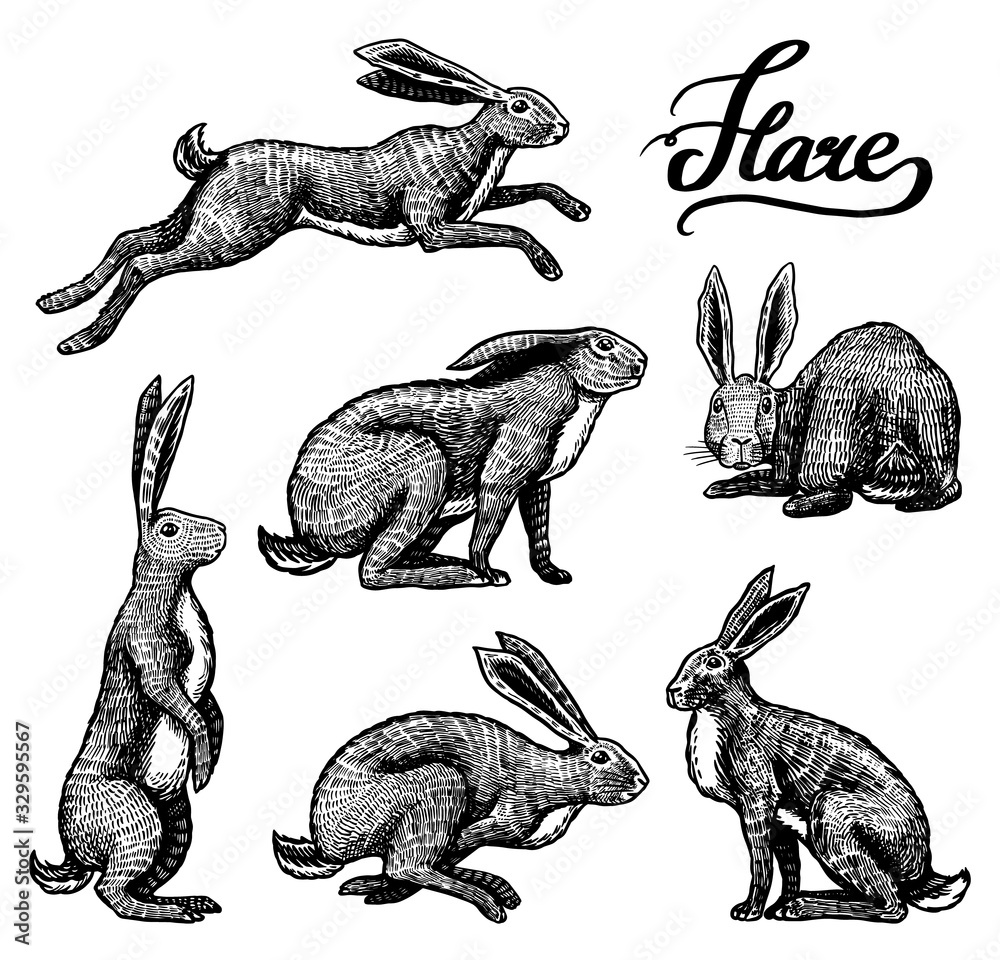 Stockvector Wild hares set. Rabbits are sitting and jumping. Forest ...