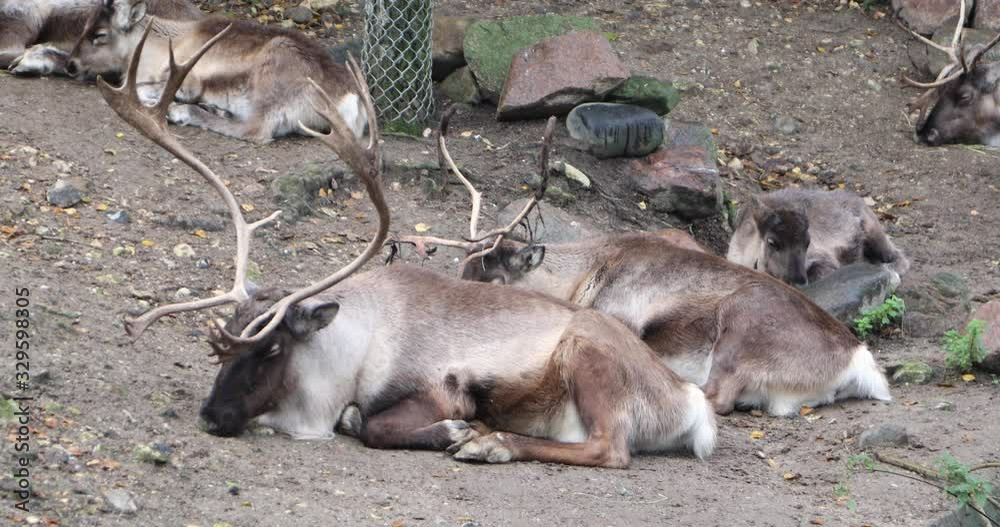 Herd of reindeer lying on the ground together Stock ビデオ | Adobe Stock
