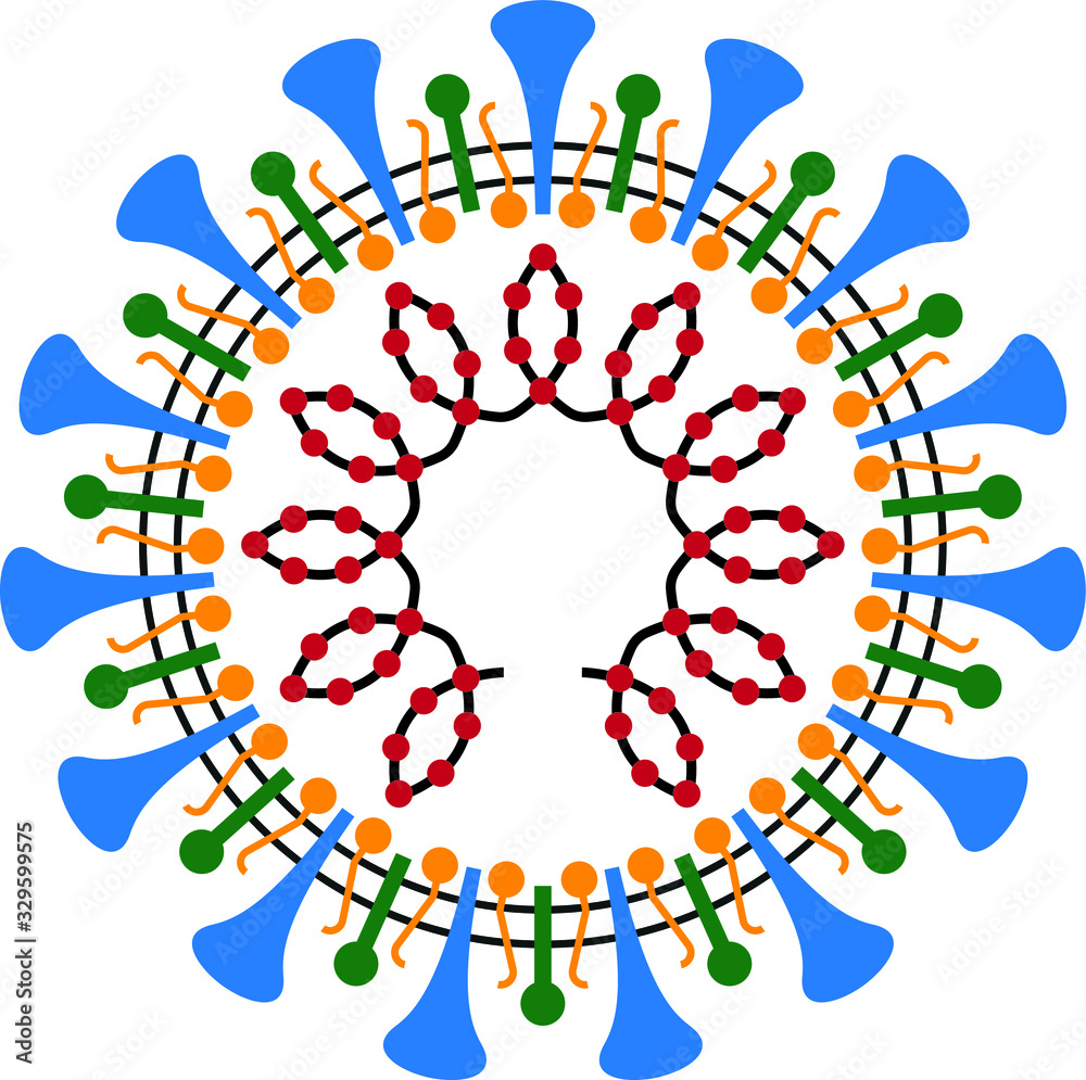 Cross section, structure, components of Covid-19 corona Virus - vector ...