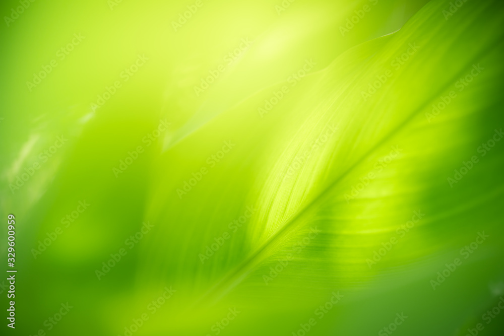 Nature of green leaf in garden at summer. Natural green leaves plants ...