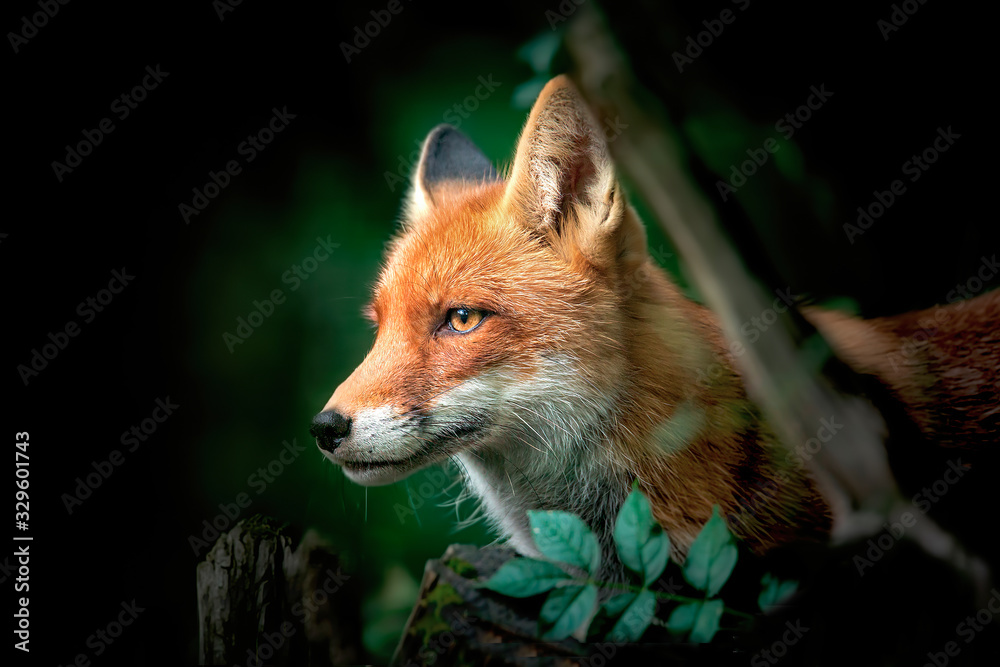 Close up of a Red and White Fox, side view, detail of the head of a fox ...