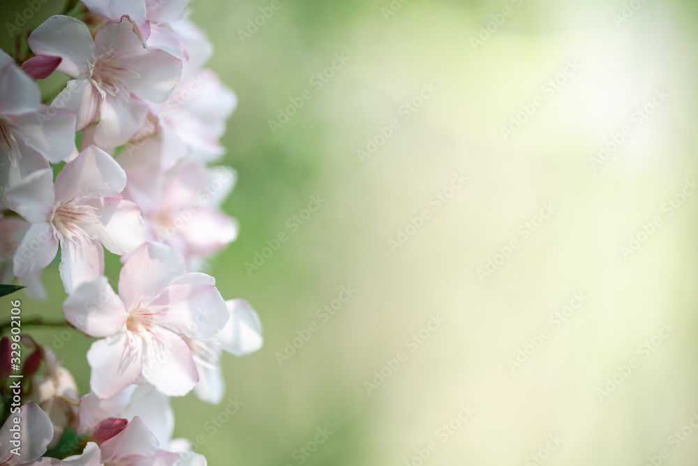 Nature of flower in garden using as cover page background natural flora ...