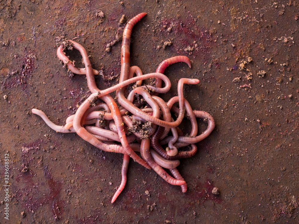 Earthworms in black soil of greenhouse. Macro Brandling, panfish, trout ...
