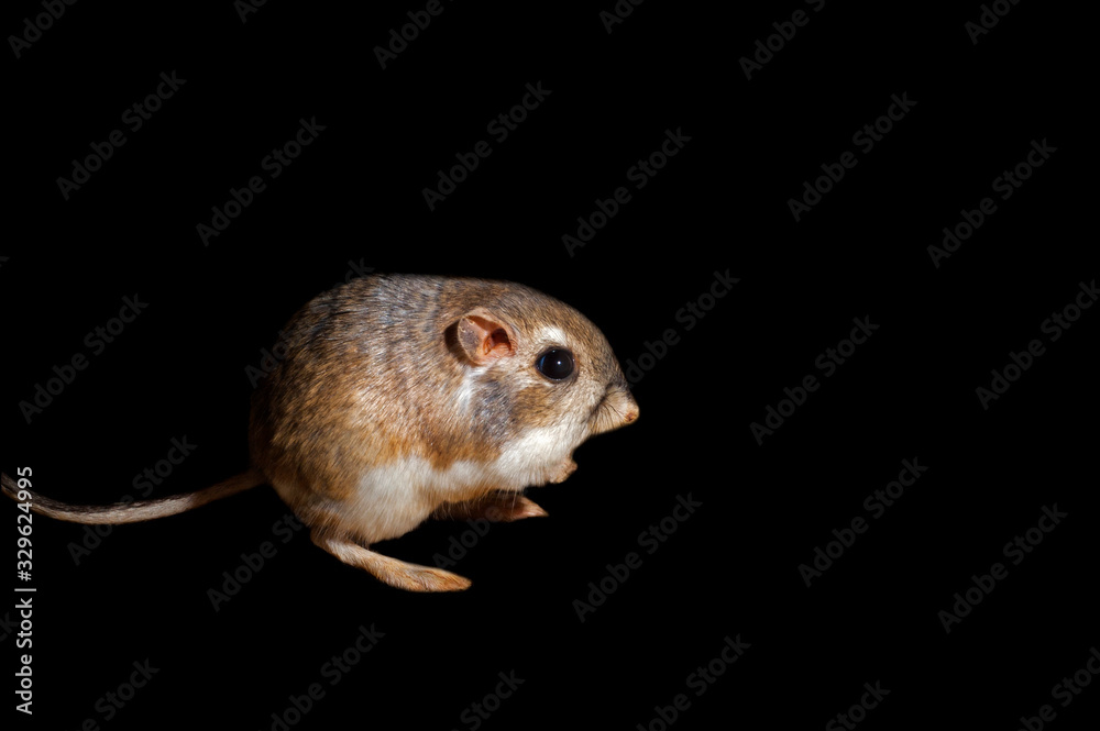 Merriam's kangaroo rat (Dipodomys merriami) native to the Sonoran ...