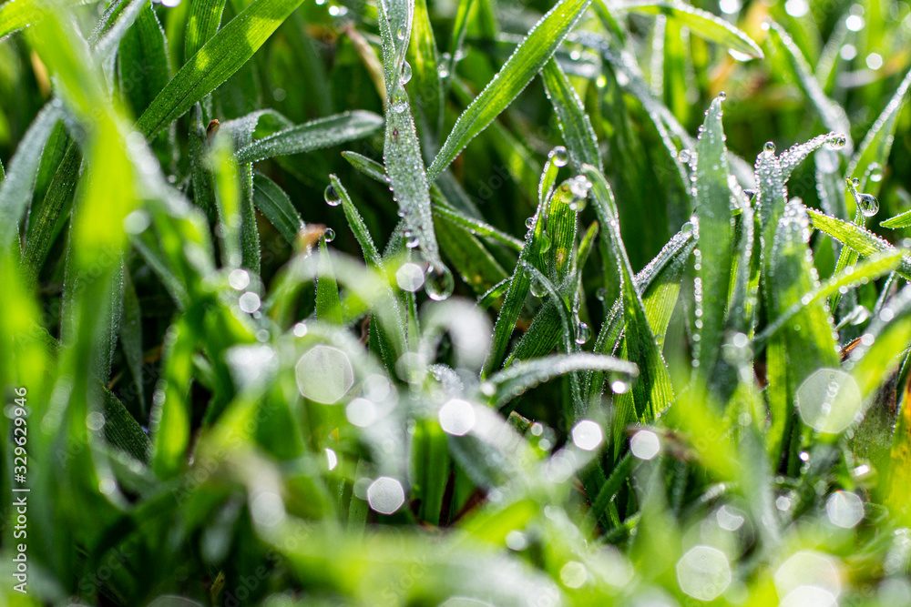 Morning dew on the grass in early spring. Stock Photo | Adobe Stock