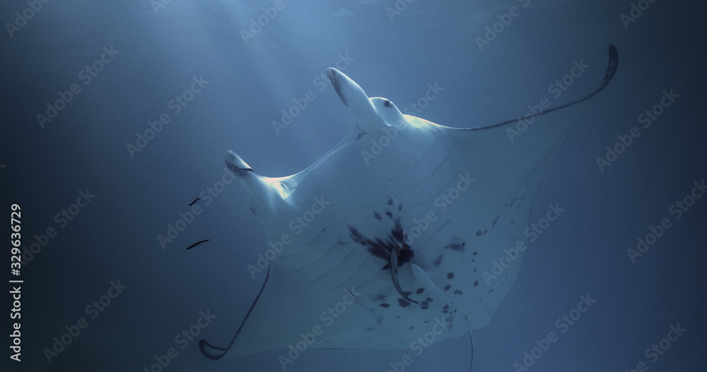 Manta Ray alone in the Pacific Ocean. Underwater marine life with manta ...