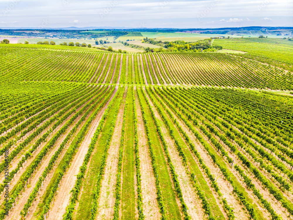 Vineyard field. Rows in a vineyard, natural pattern above from a drone ...