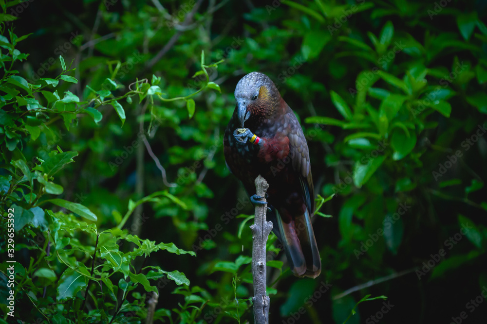 Foto de Kākā, a bird from the parrot family native to New Zealand ...