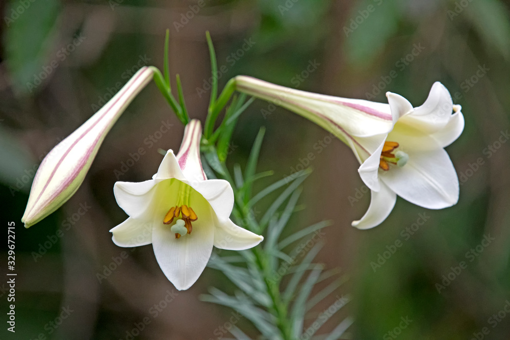Lilium formosanum - formosan lily Stock Photo | Adobe Stock
