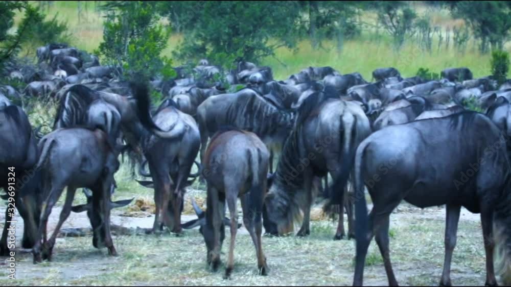 CLOSE UP: Spectacular great annual wildebeest and zebra migration in ...