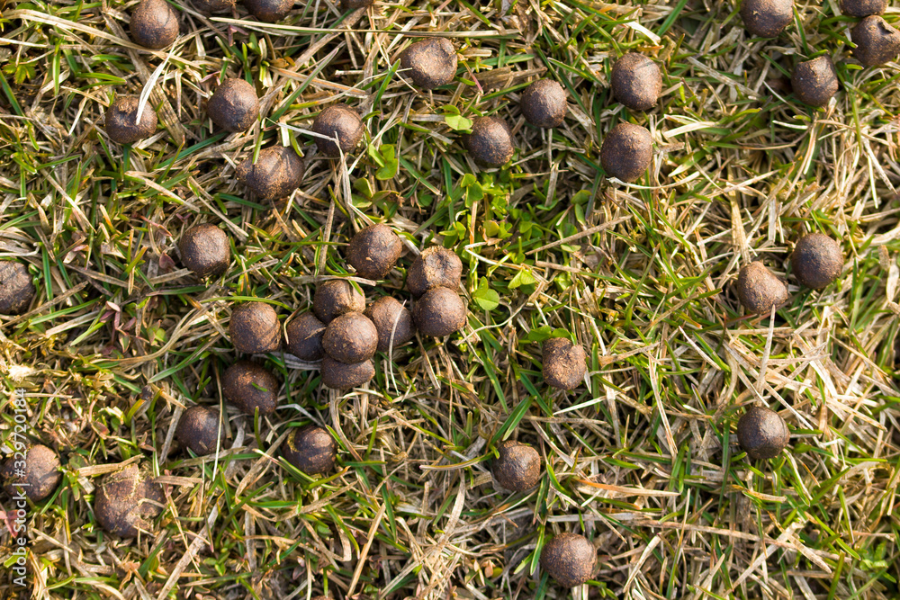 Ram excrement on a green grass . Fresh sheep droppings. Stock Photo ...