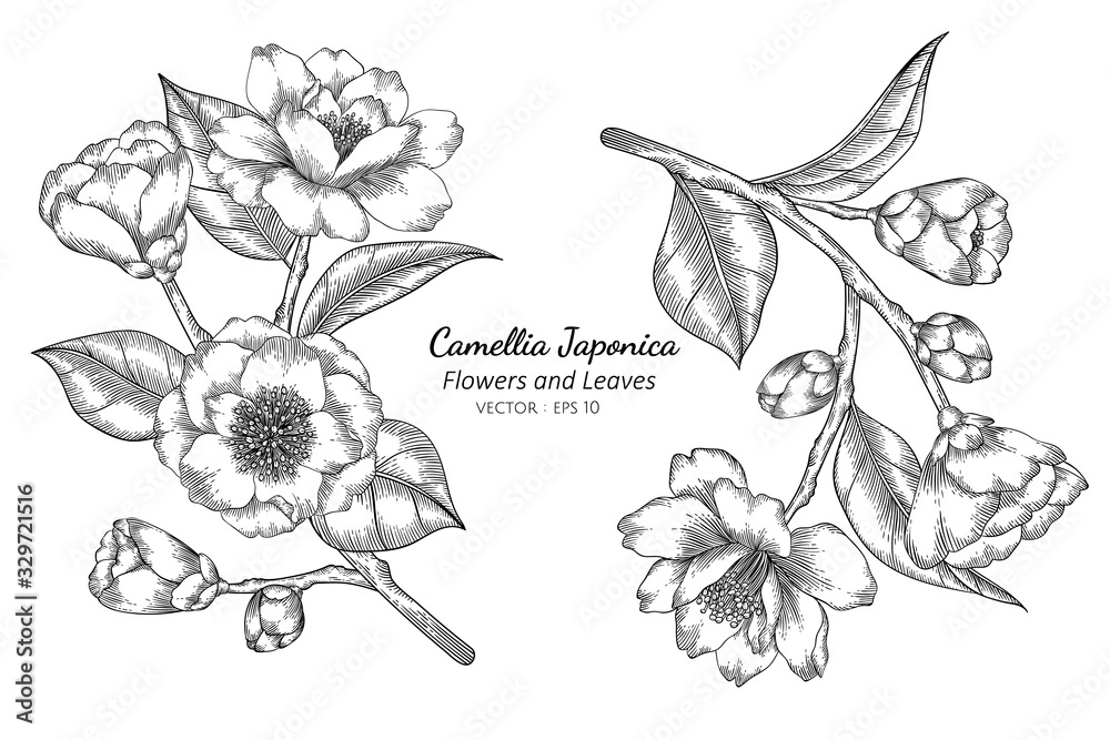 Camellia Japonica flower and leaf drawing illustration with line art on ...