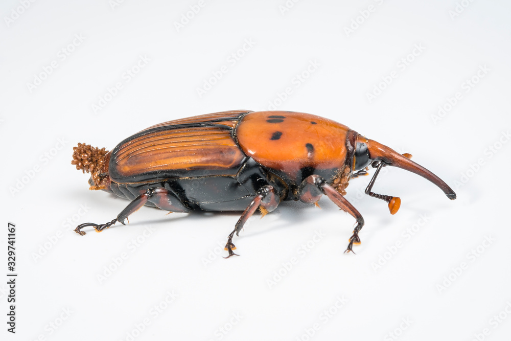 Picudo rojo (Rhynchophorus ferrugineus) gran coleoptero parasitado por ...