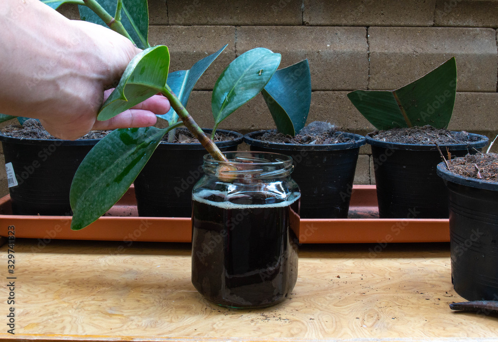 How To Start A Rubber Tree Plant: Propagation Step 3. rubber plant ...