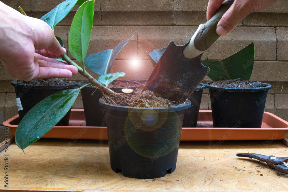 How To Start A Rubber Tree Plant: Propagation . Step 5 Put the prepared ...