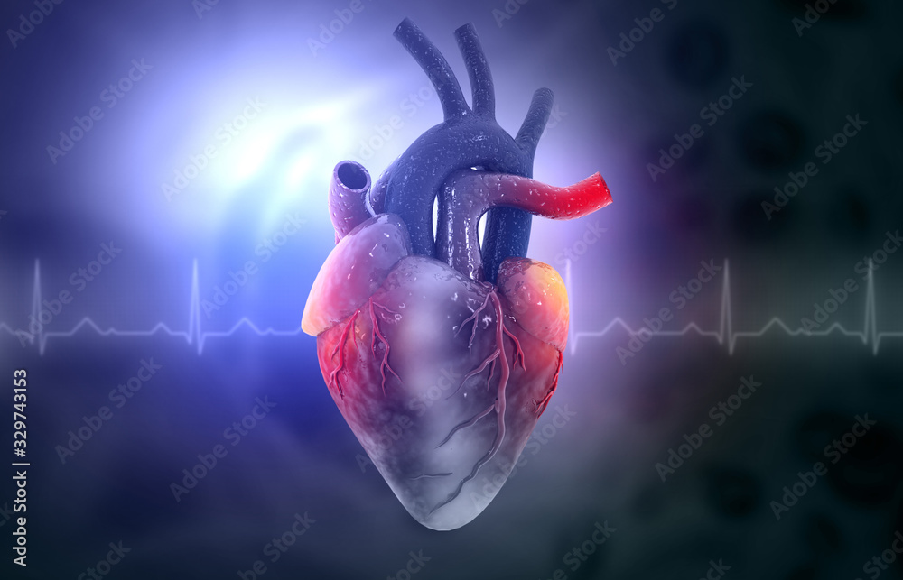 Anatomy of human heart on medical background. 3d illustration. Stock ...
