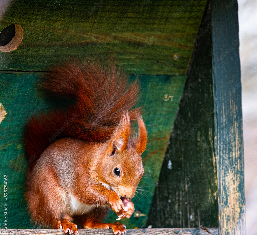 écureuil Stock Photo | Adobe Stock