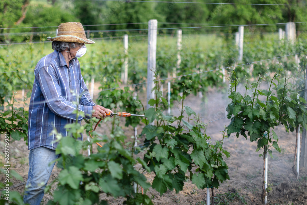 Man with hat or vintner spraying pesticides on vineyard. Working at ...