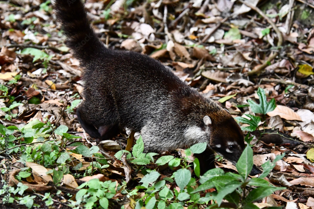 Coati mammal animal , in Arenal lake and volcano park area, Costa rica ...