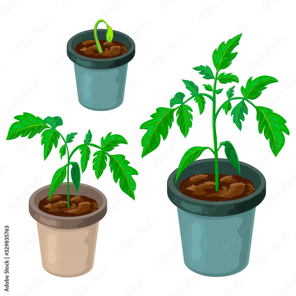 tomato plant in pot isolated. healthy young tomato seedlings potted ...