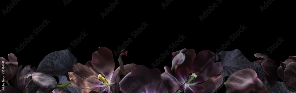 Floral banner, header with copy space. Black tulips isolated on dark ...