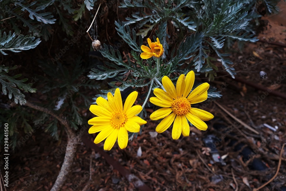 Crown daisy flowers, Glebionis Coronaria, in the garden. It is a ...