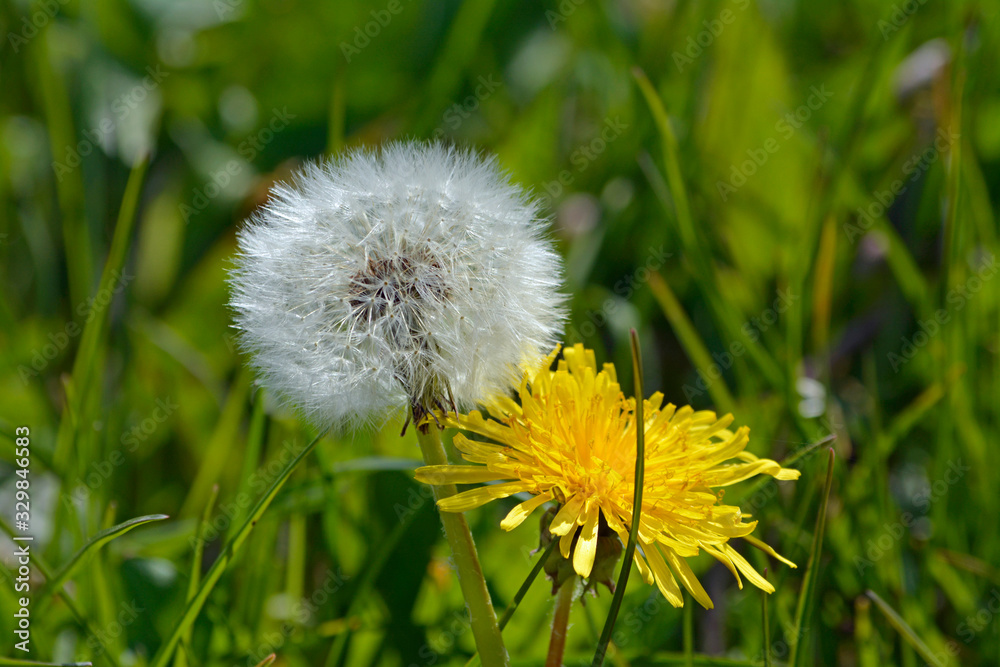 pusteblume und löwenzahn Stock Photo | Adobe Stock