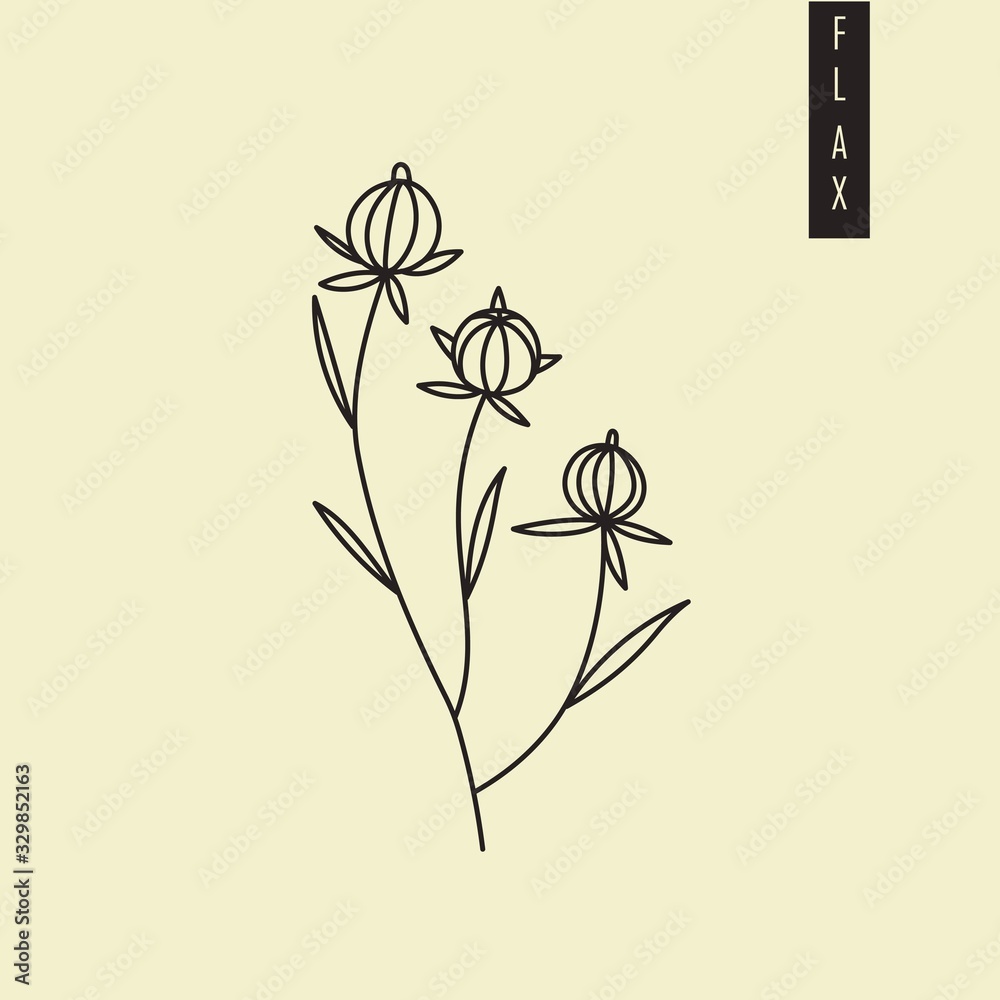 Vector illustration of cultivated dry flax plant with seeds in outline ...