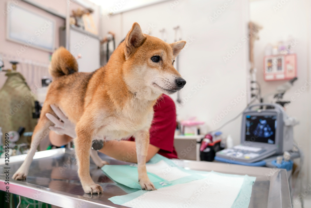Veterinary concept. The Shiba Inu dog is waiting for the doctor in the ...
