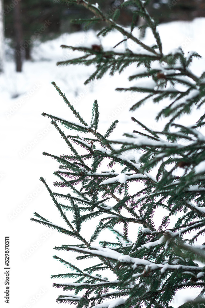 outdoor nature snow cold winter pine forest snow tree natural season ...