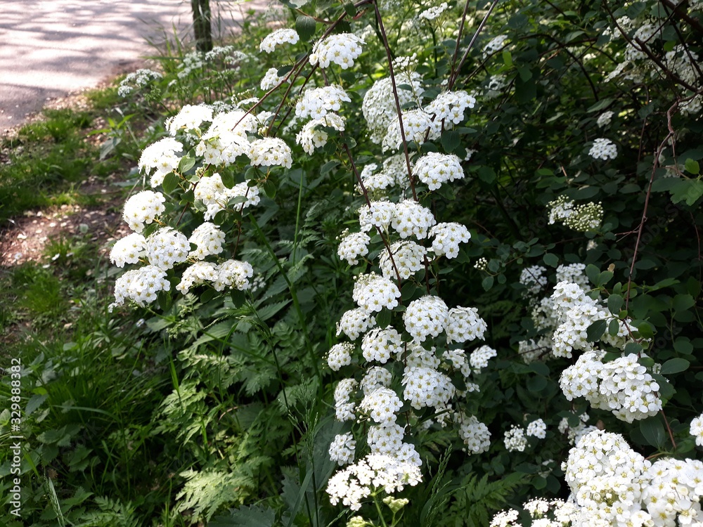 Branches with flowers of Spiraea prunifolia, also known as Bridal Veil ...