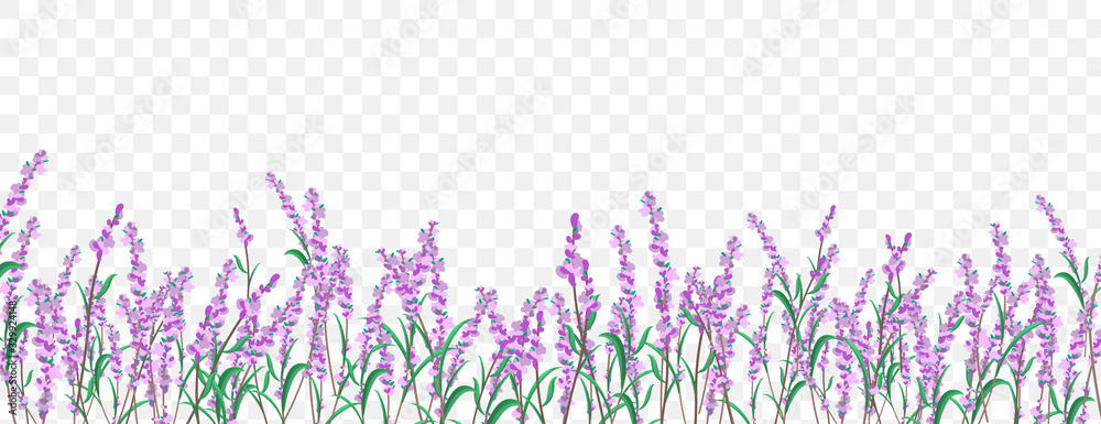 Lavender Border