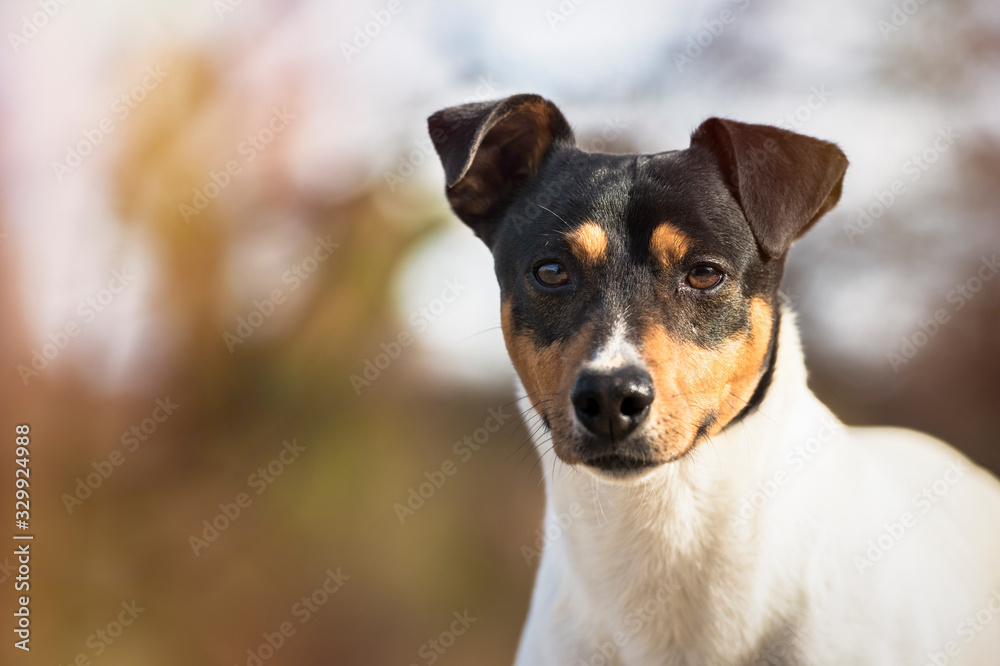 Ratonero Bodeguero Andaluz dog looking at the camera, head portrait ...