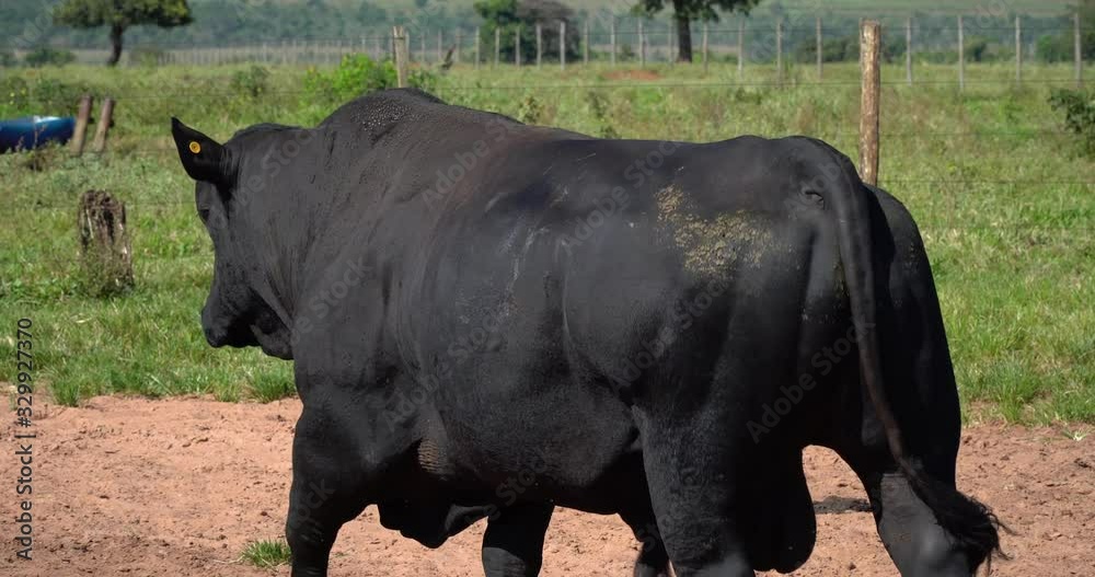 Agribusiness - Brangus Black Cattle, in natural pasture, Angus cattle ...